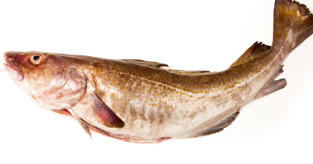 Atlantis of Kilmore Quay | Discover Seafood - Cod