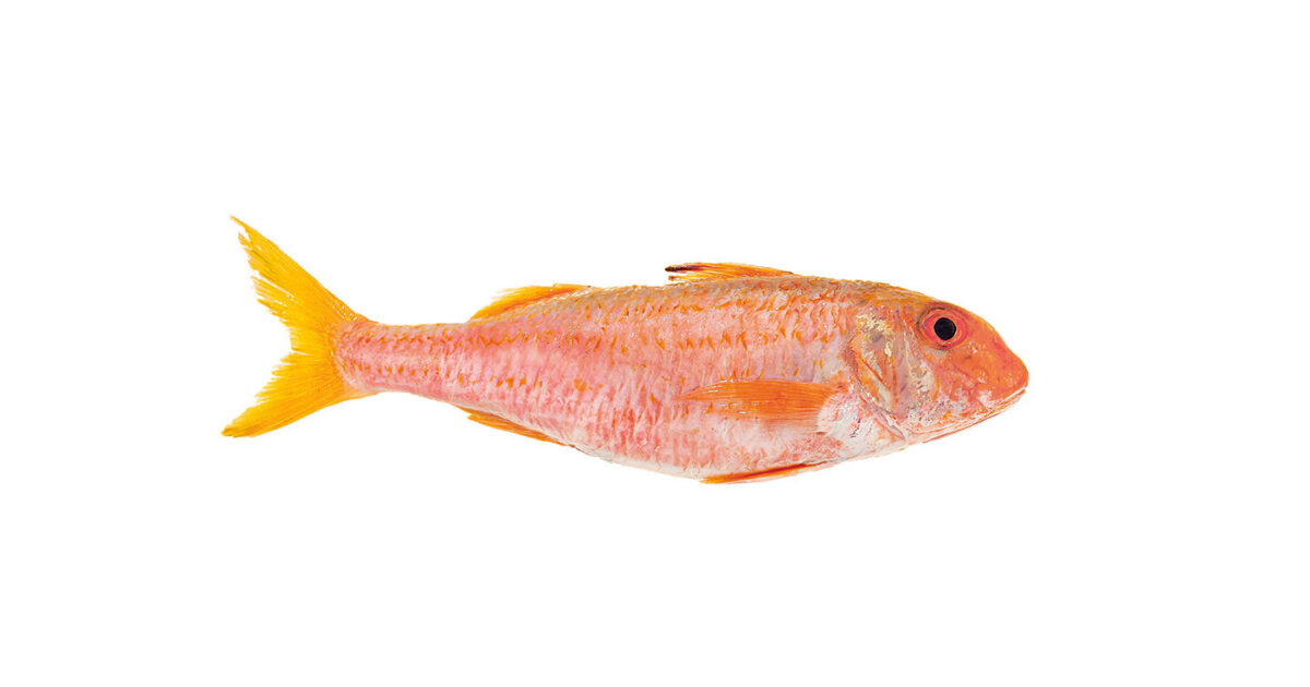 Red Mullet Fish Sicilian Style Red Mullet With Capers
